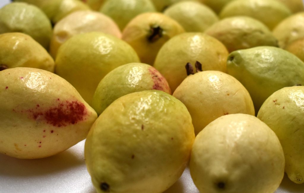 Calvillo, capital mundial de la guayaba, invita a conocer su rico pasado