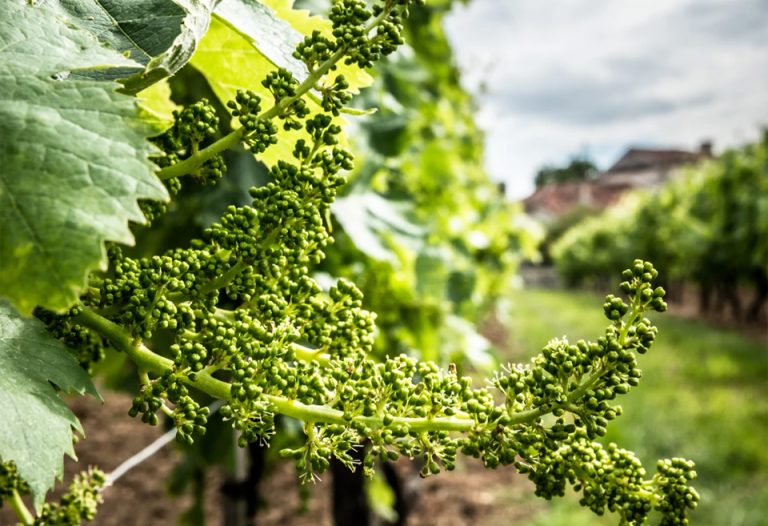 "Jobito" Licor de frutas de la tradición de la Huasteca - Revista Ambigu
