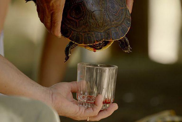 Tortuga en su concha, guisado en la cocina tabasqueña