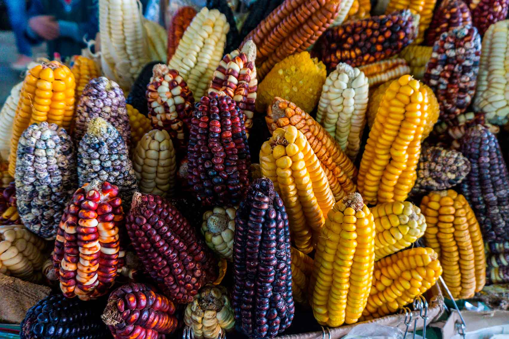 Los Diferentes Tipos de Maíz y Sus Aplicaciones en la Gastronomía ...