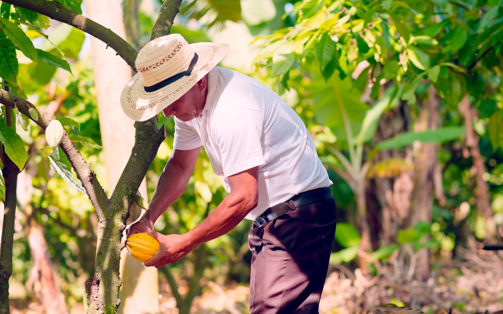 La Historia y Relevancia del Cacao en la Cocina Mexicana - Revista Ambigu