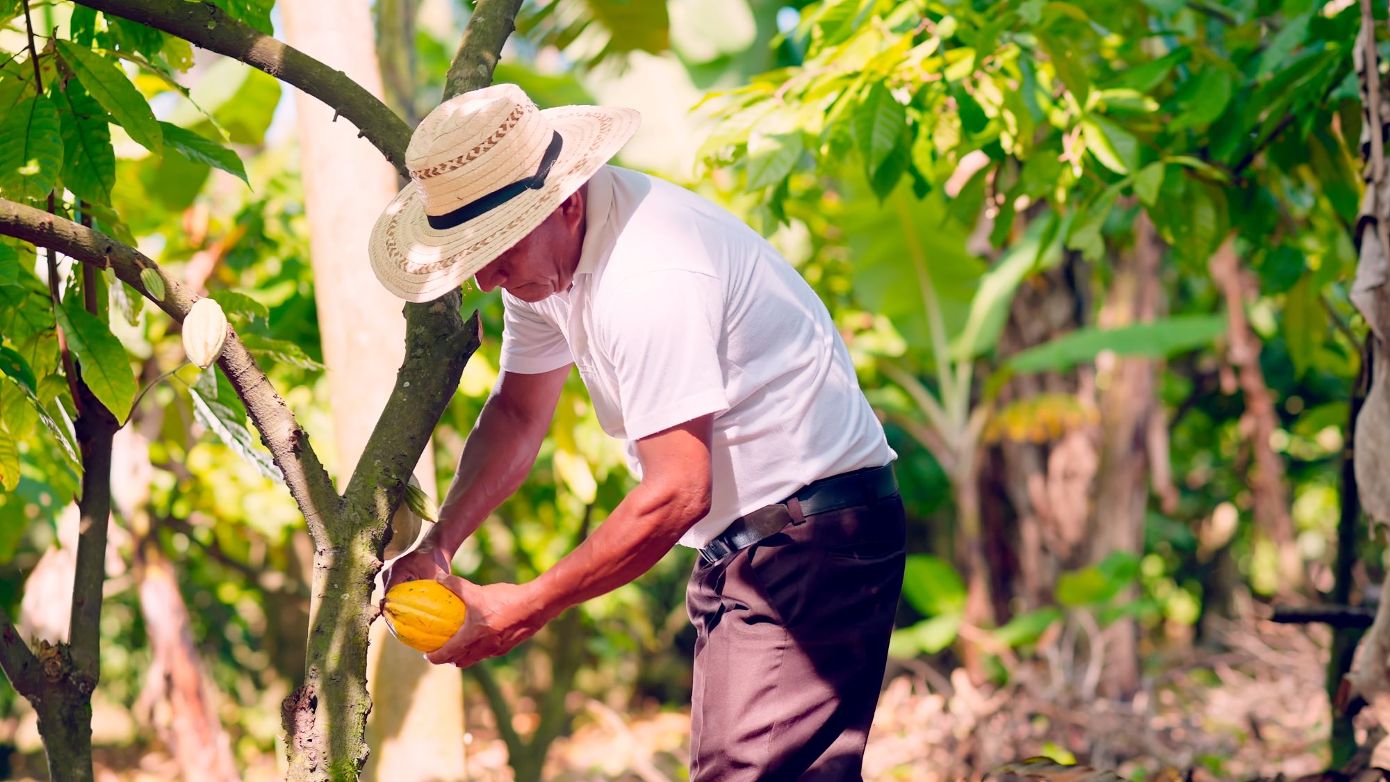 La Historia y Relevancia del Cacao en la Cocina Mexicana - Revista Ambigu