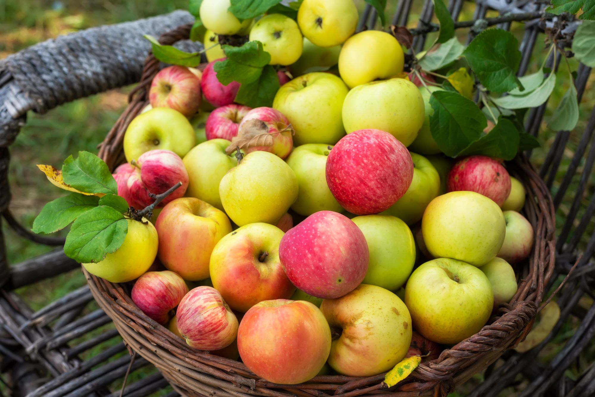 Tipos de Manzanas y Sus Usos en la Cocina - Revista Ambigu