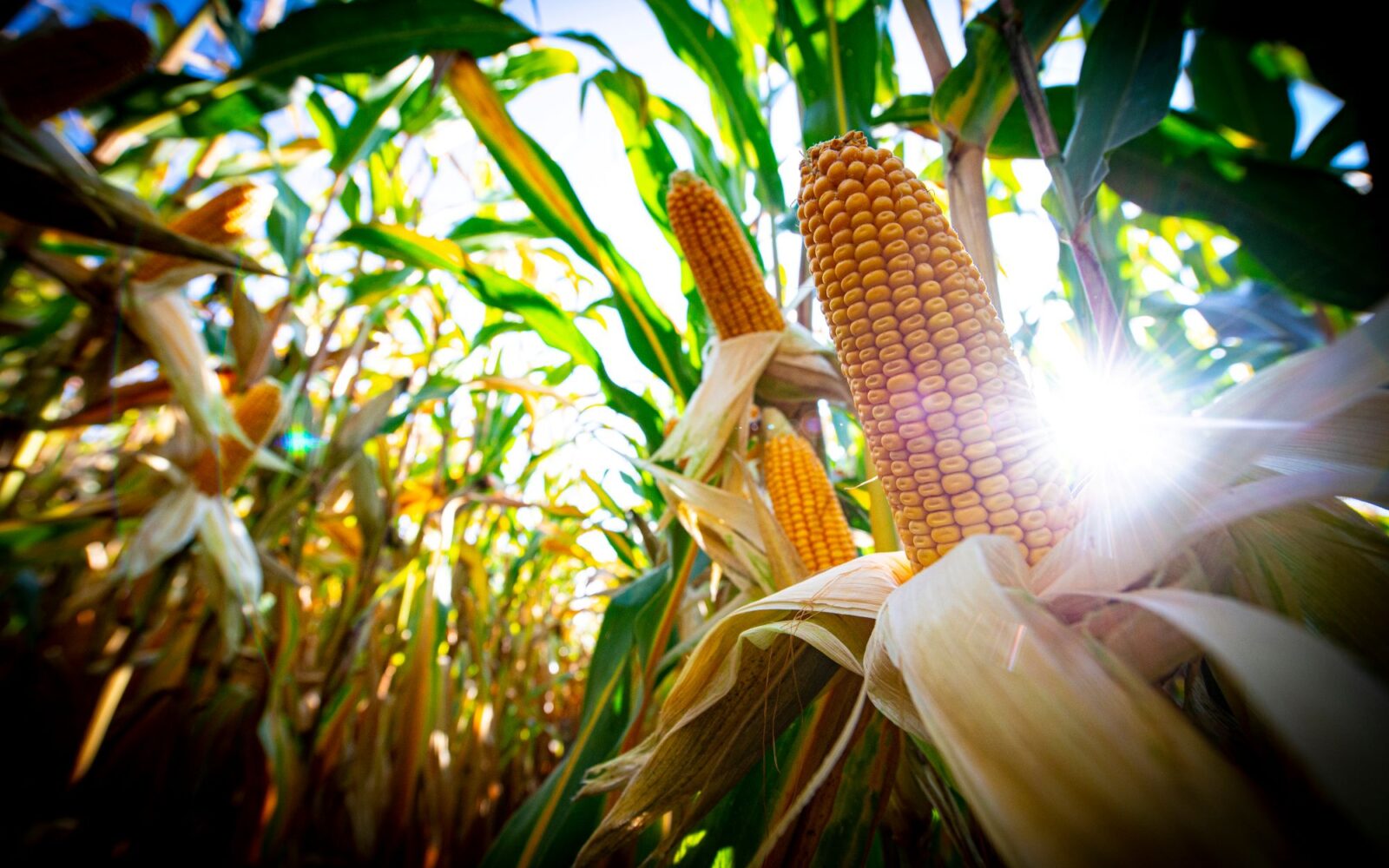 El Tesoro de la Milpa: Ingredientes que Hacen Única a la Cocina ...